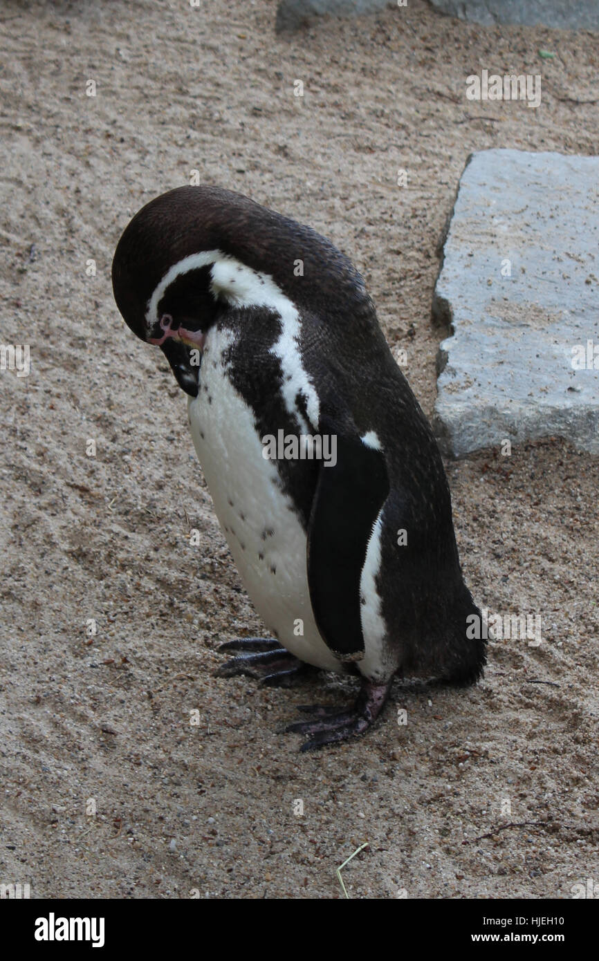 bird, birds, penguin, solitary, winter, animal, bird, sad, antarctic ...