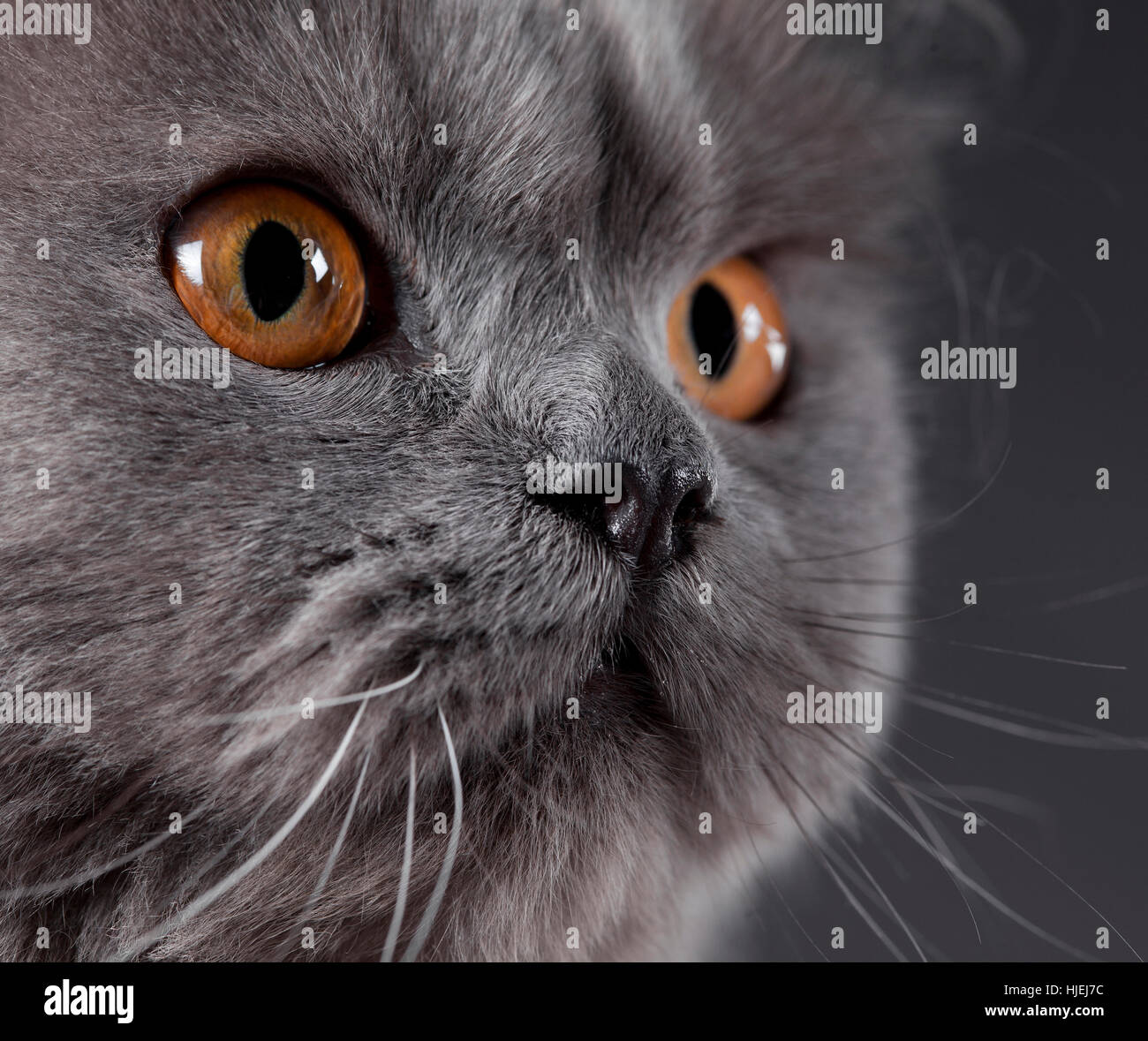 Grey cat portrait in studio with grey background Stock Photo - Alamy