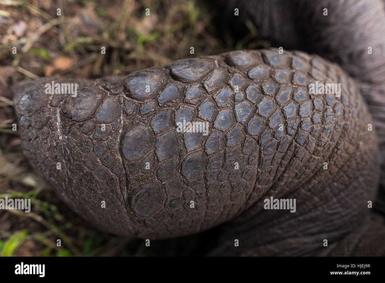 Scales on leg of Aldabra giant tortoise (45 years old and more than ...