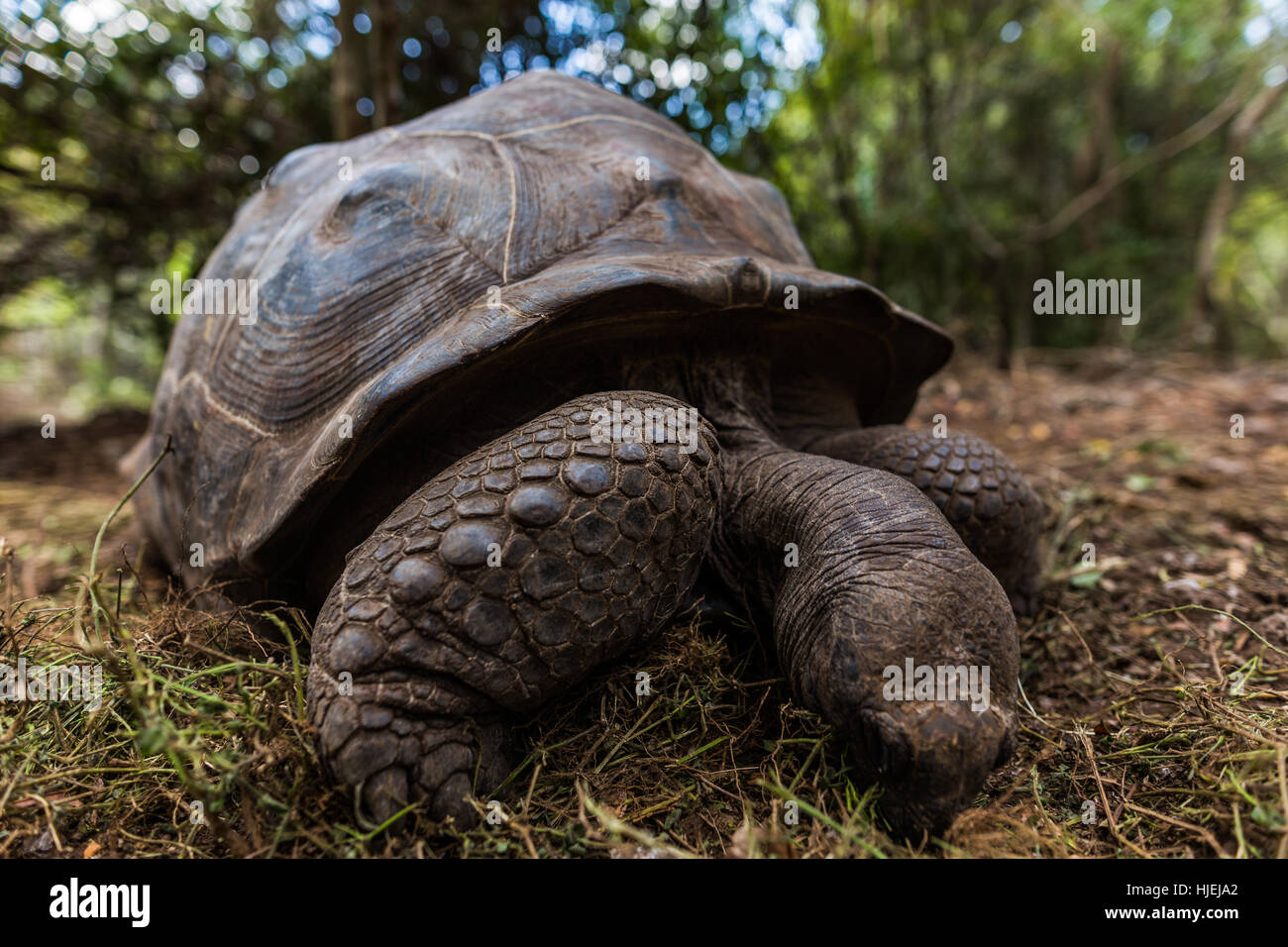 Aldabra giant tortoise moving in turtle sanctuary, focused on leg skin ...