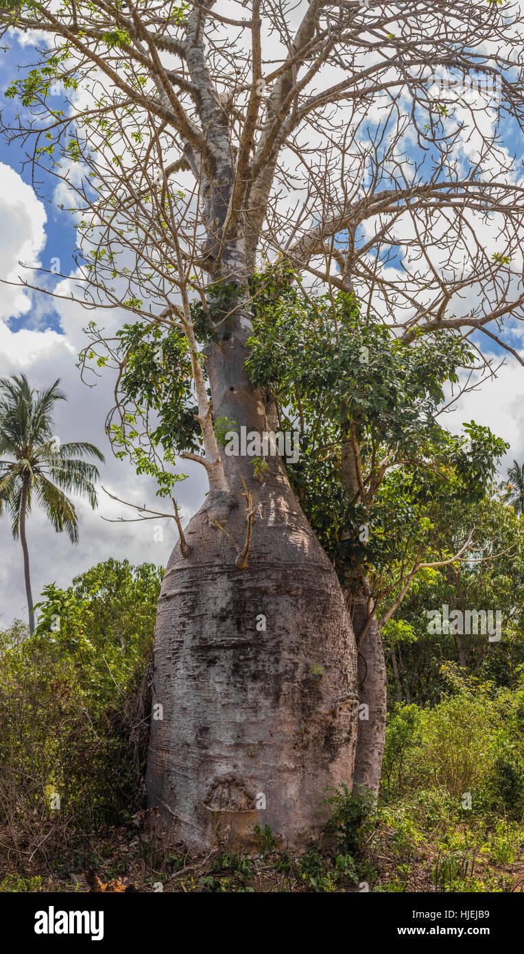 Big and tall live baobab tree with many branches, green palms,blue sky ...