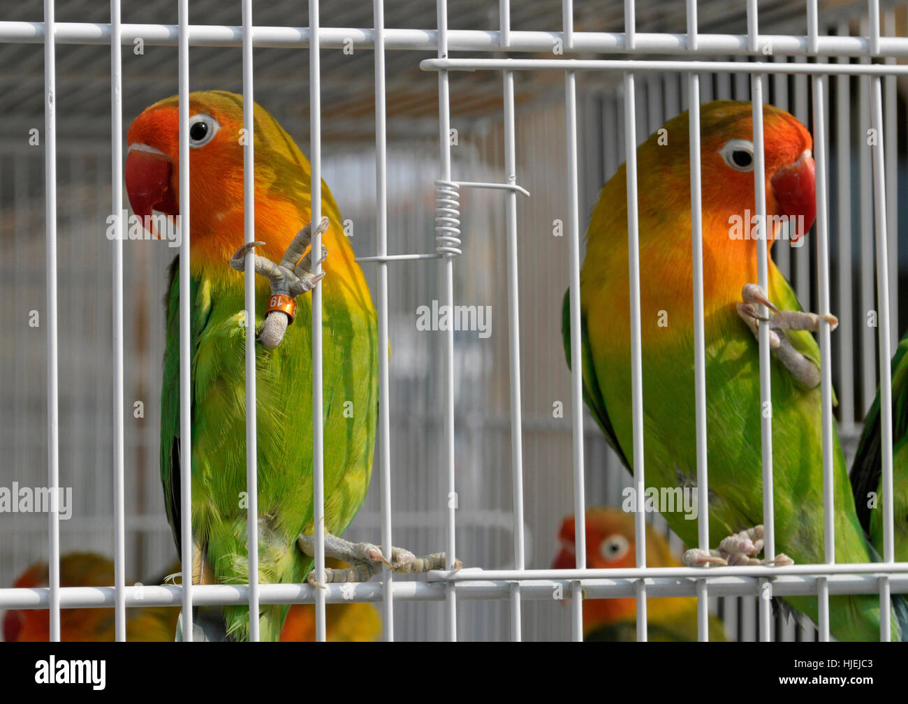animal, cage, inseparable, parrot, colour, closeup, animal, coloured ...
