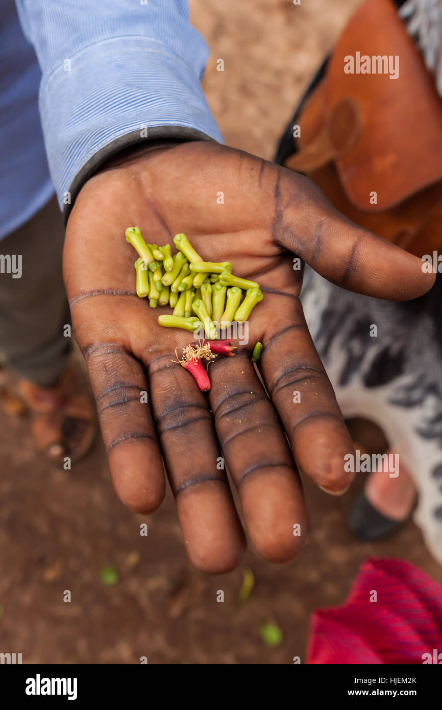 Young green and red juicy cloves, African guide is holding hand full of ...