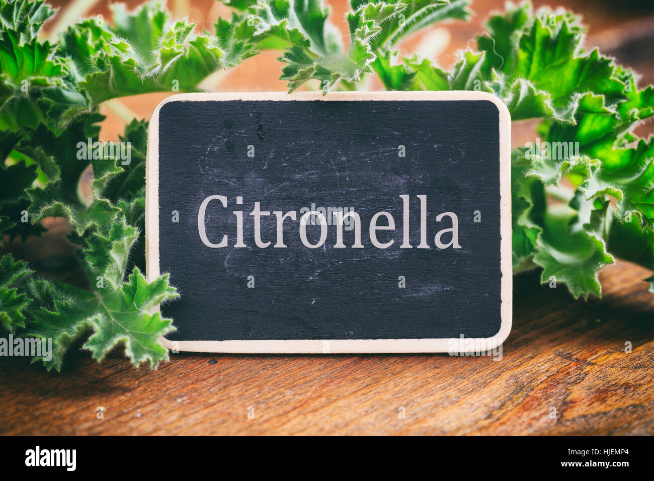 Fresh citronella leaves and label on wooden background Stock Photo - Alamy