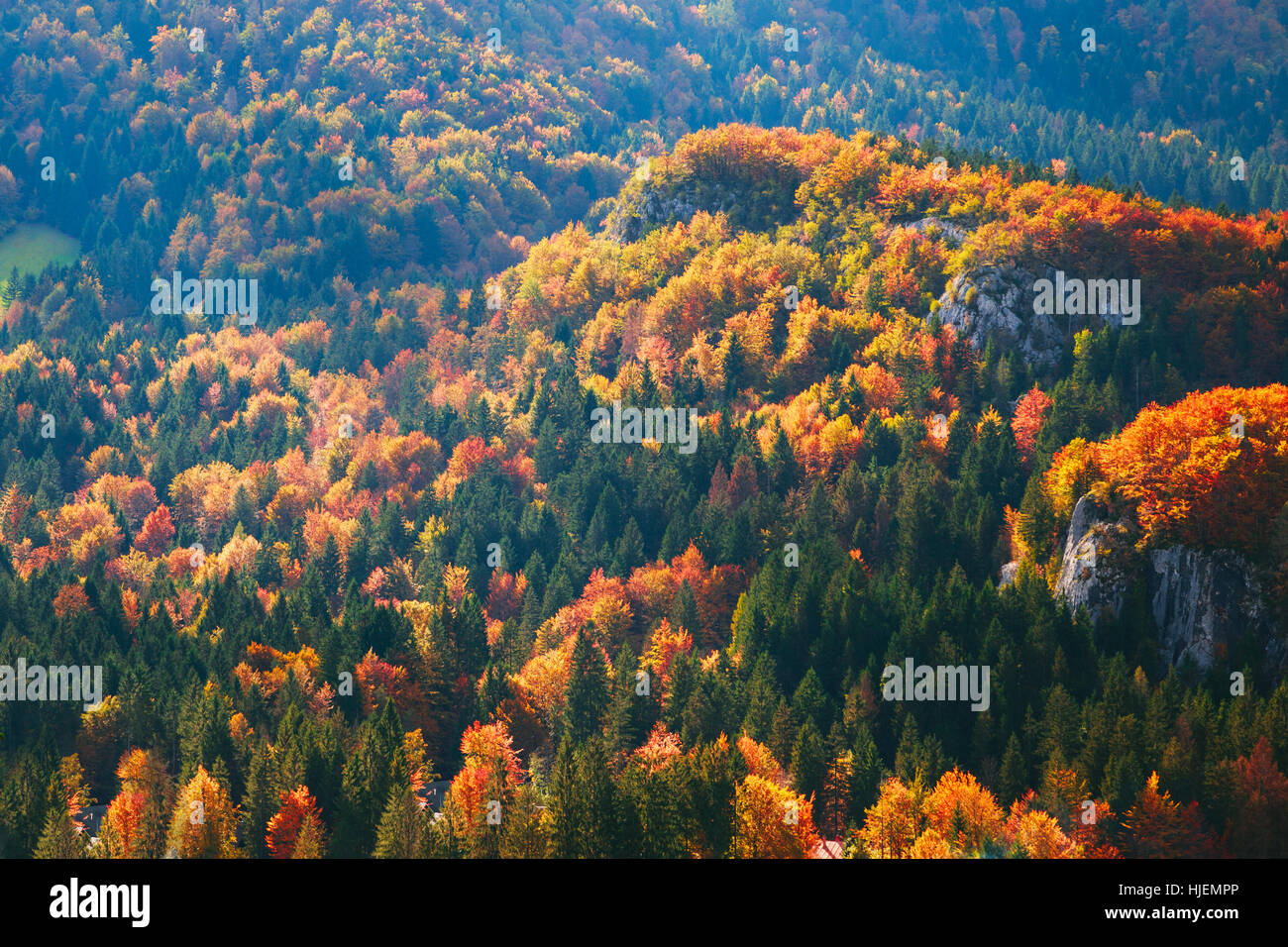 The mountain autumn landscape with colorful forest in Slovenia Stock ...