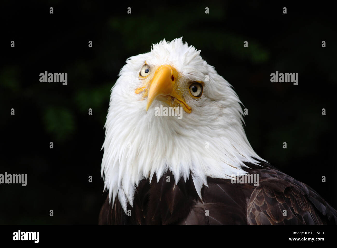 bird, birds, eyes, raptor, feathers, beak, eagle, beaks, bird, brown ...