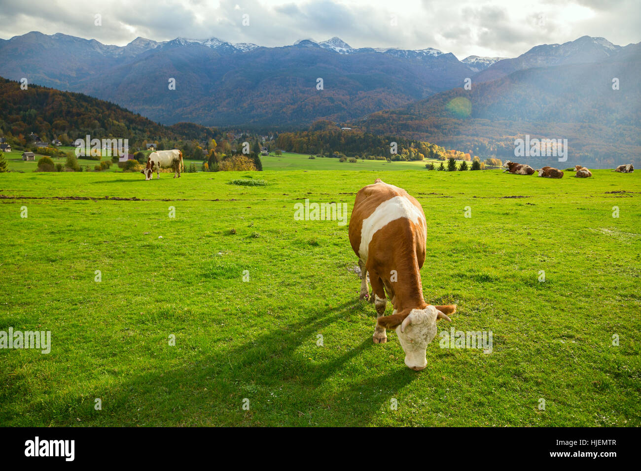 Idyllic autumn landscape in the Alps with cow grazing on fresh green ...