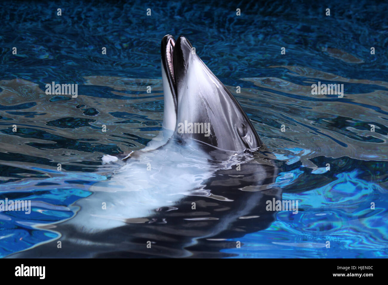 canada, dolphin, blue, animal, mammal, fish, dolphin, canada, pacific ...
