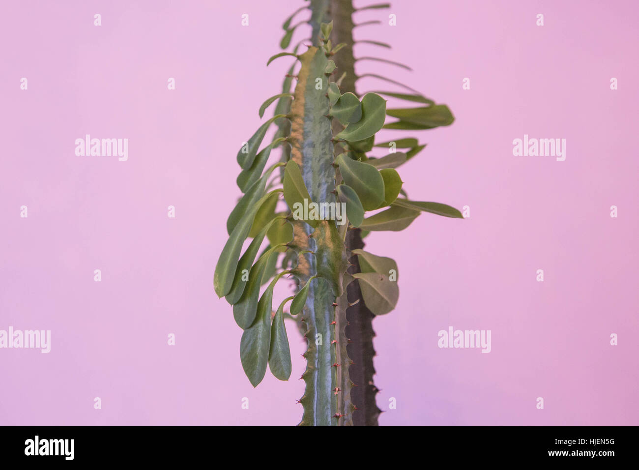 catcus on pink Stock Photo - Alamy
