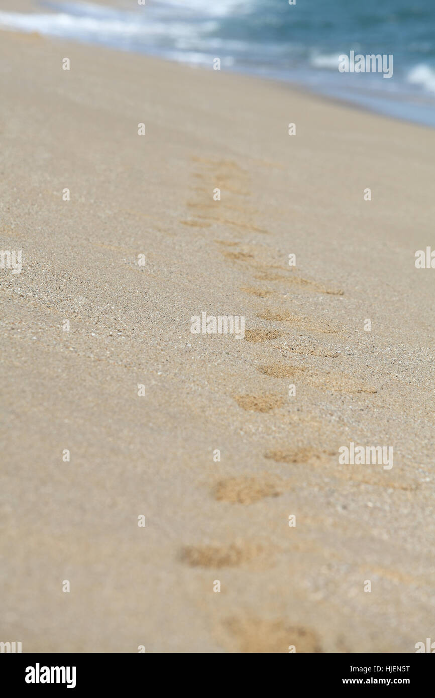 beach, seaside, the beach, seashore, trace, salt water, sea, ocean ...