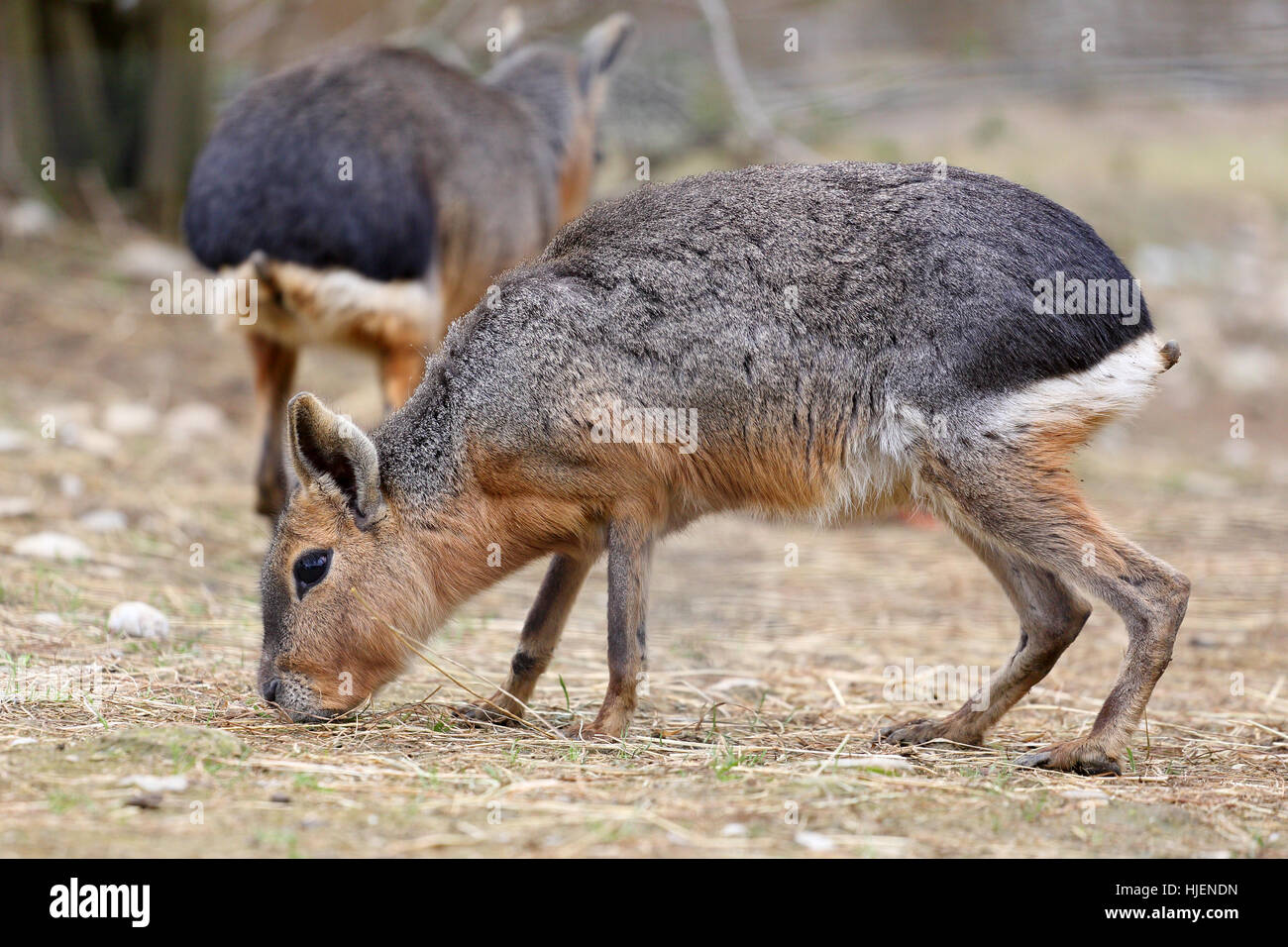 animal, mammal, rodent, argentina, rabbit, wildlife, captivity ...
