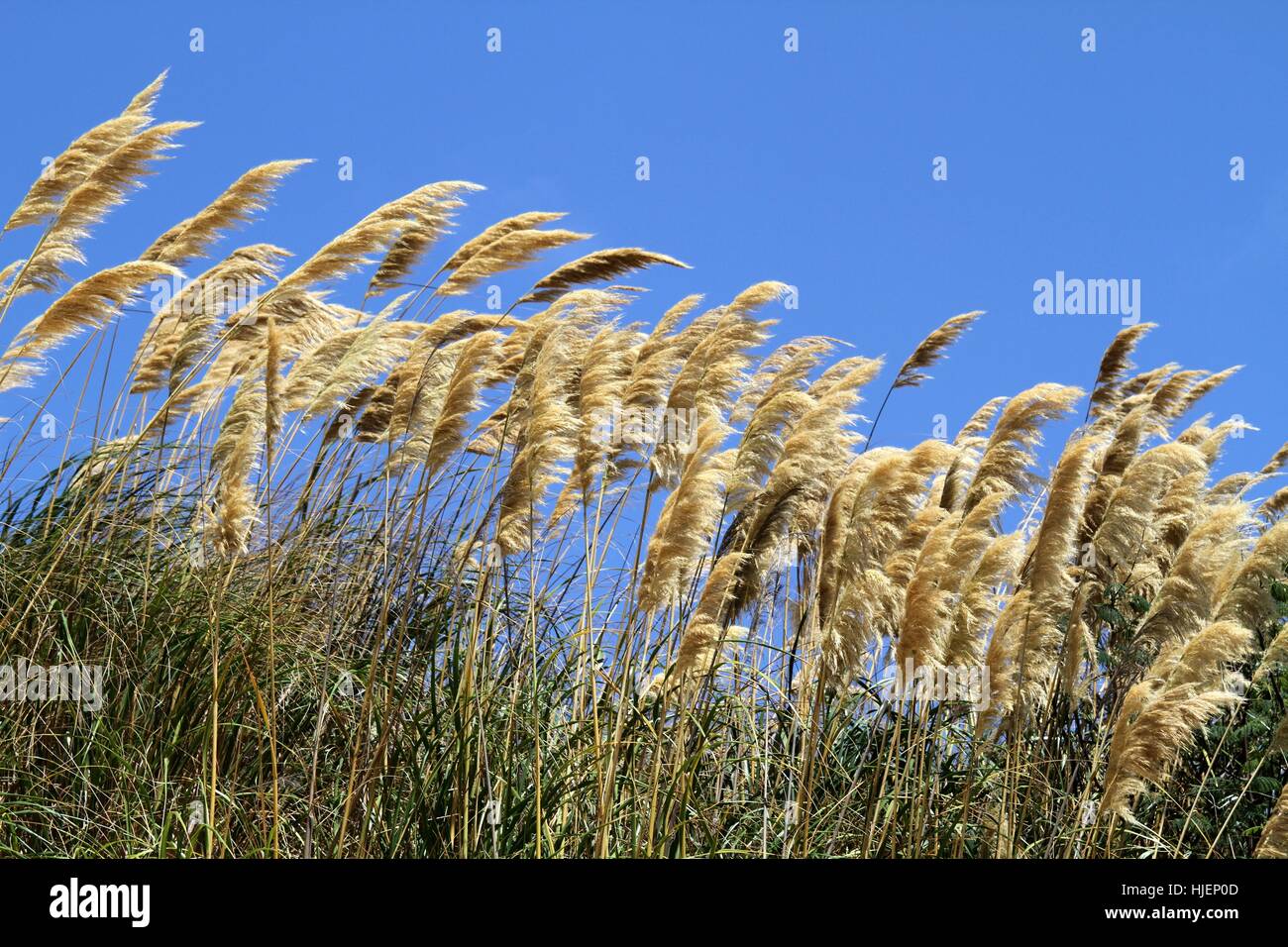 blue, new zealand, dune, dene, firmament, sky, scenery, countryside ...