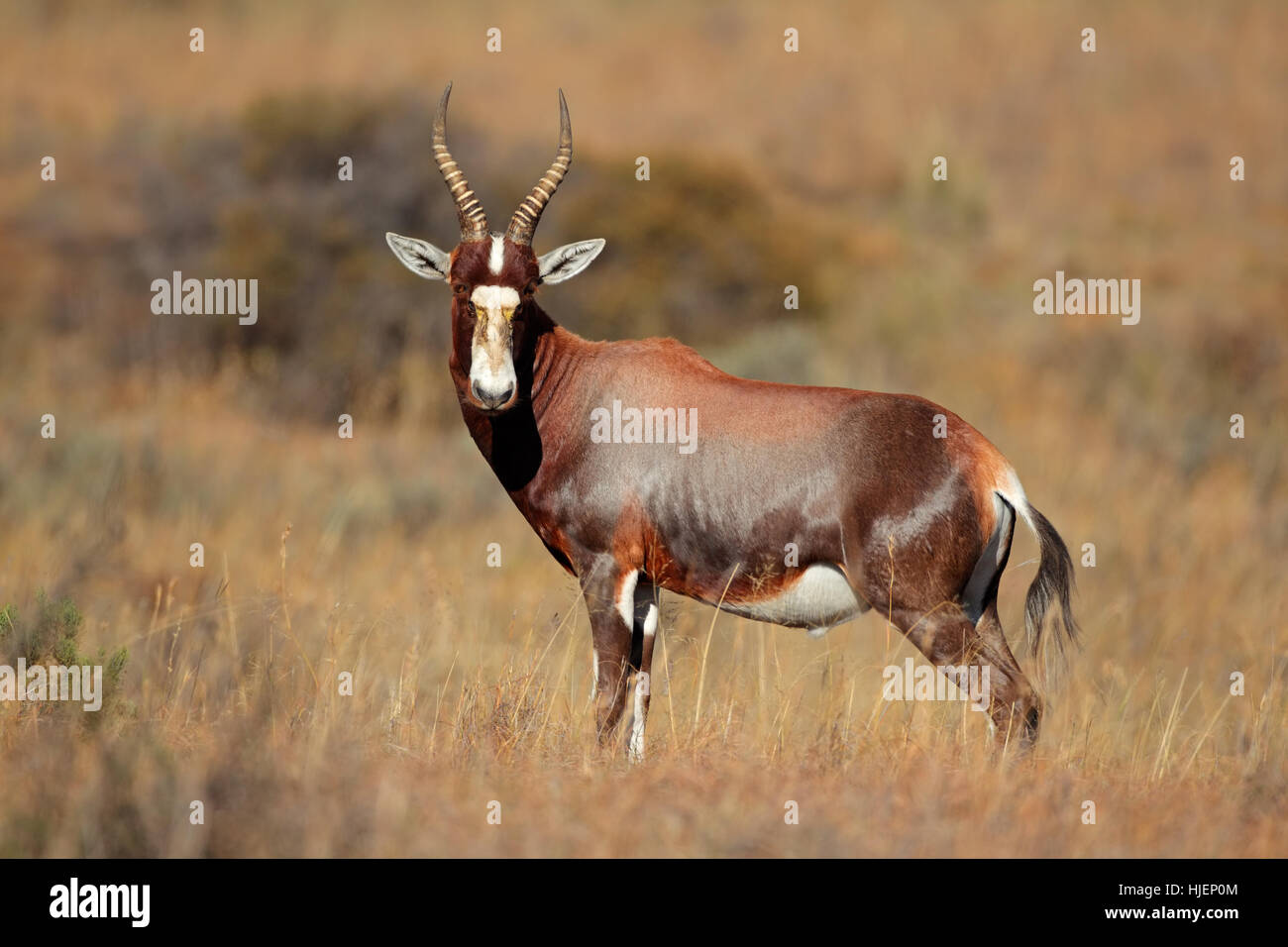 mammal, wildlife, habitat, antelope, meadow, grass, lawn, green, nature ...