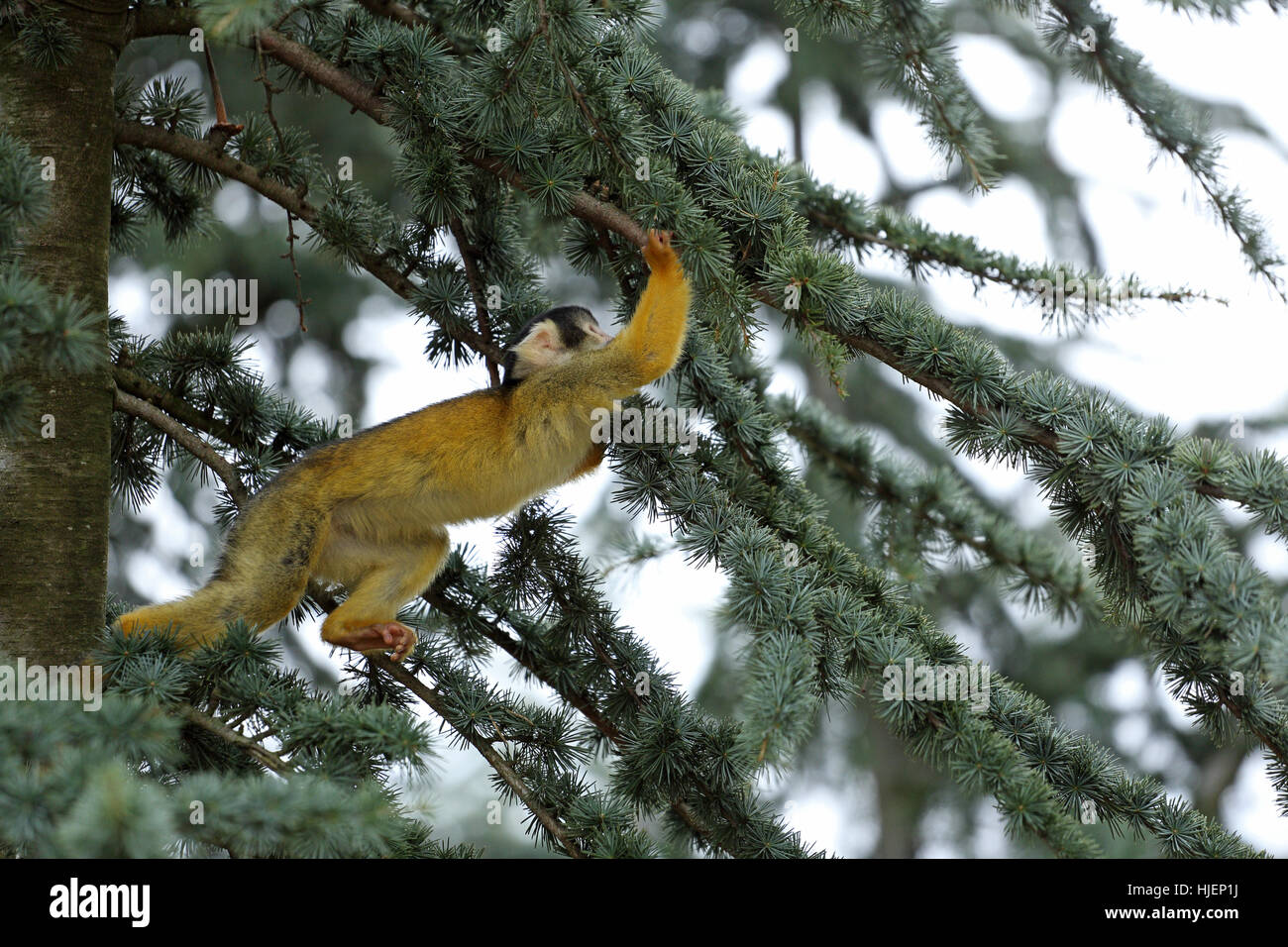 tree, animal, pet, mammal, africa, monkey, spring, bouncing, bounces ...