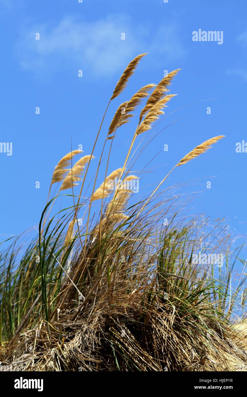blue, new zealand, dune, dene, firmament, sky, scenery, countryside ...