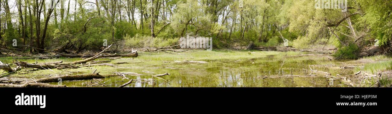 Green varnish hi-res stock photography and images - Alamy
