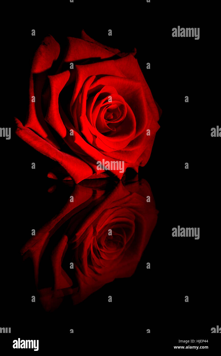 rose with reflection Stock Photo - Alamy