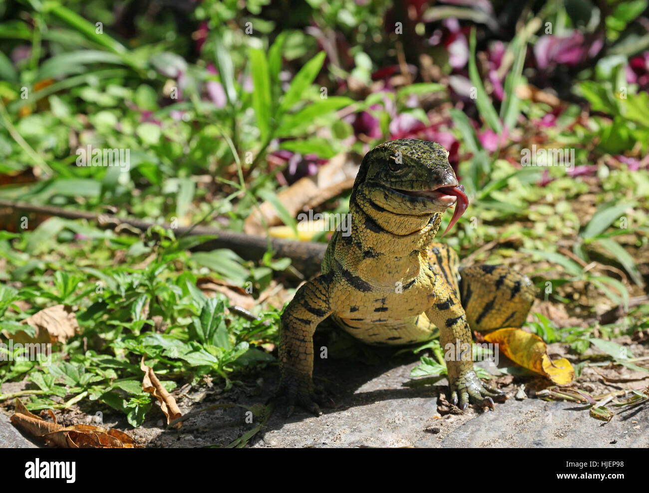 Tupinambis negropunctatus hi-res stock photography and images - Alamy