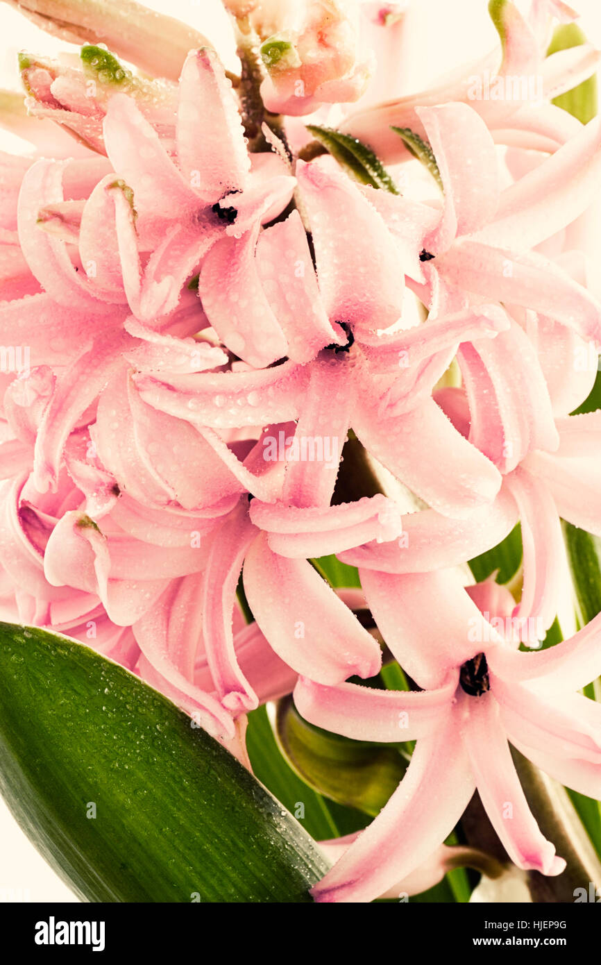 garden, flower, plant, summer, summerly, spring, season, backdrop ...