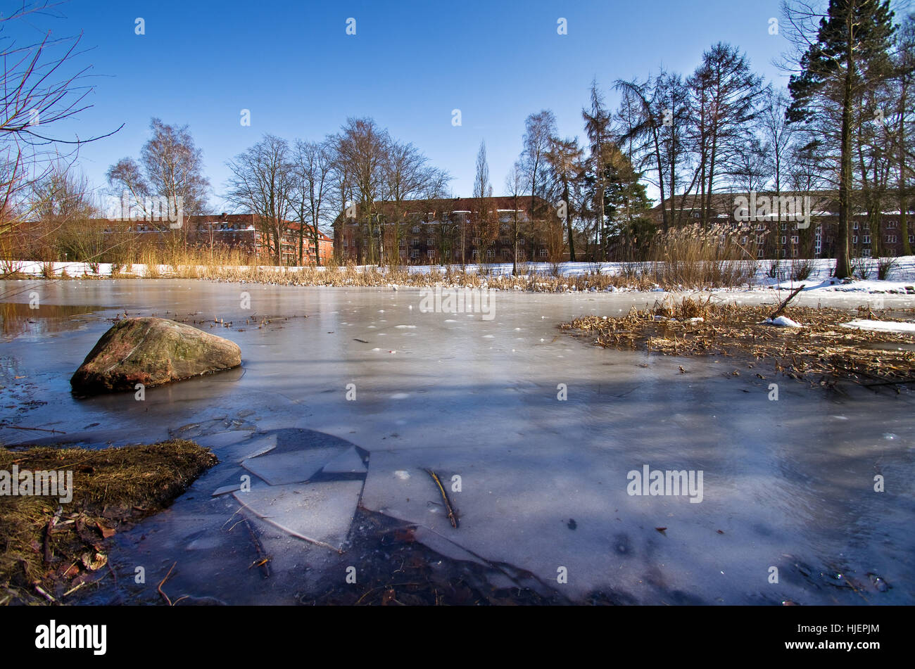 tree, trees, park, winter, ice, fresh water, pond, water, snow, weather ...