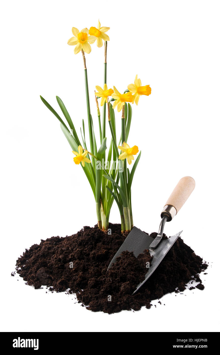 isolated, flower, flowers, plant, dirt, gardening, dig, leaf, isolated ...