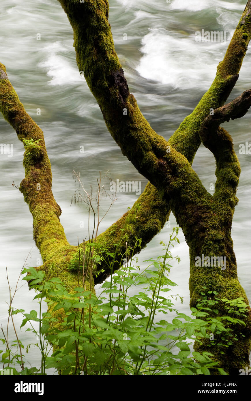 tree, wild, spring, bouncing, bounces, hop, skipping, frisks, jumping ...