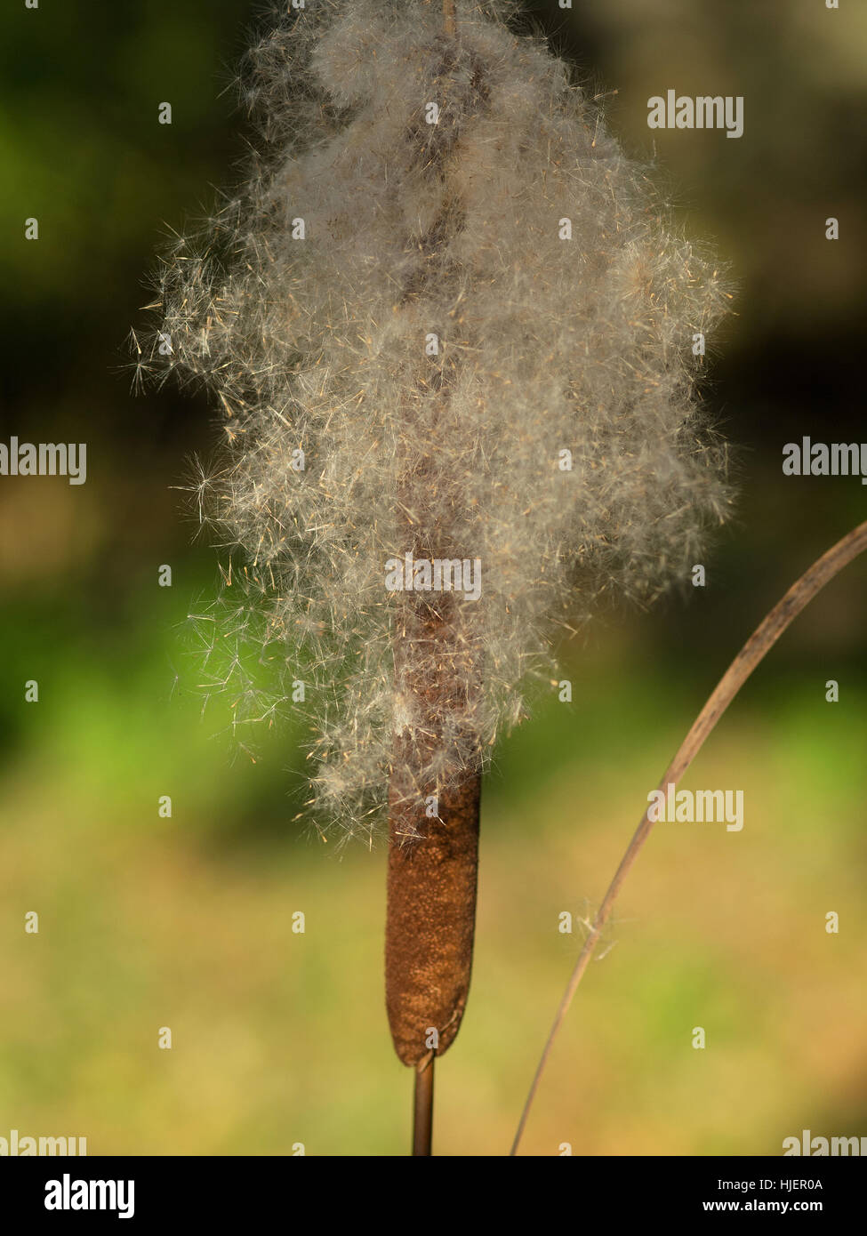 Alive film hi-res stock photography and images - Alamy