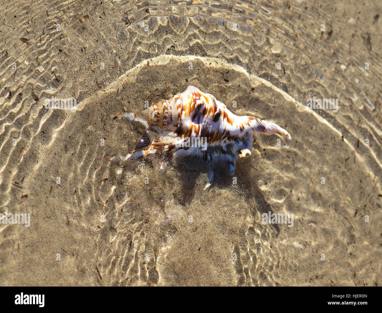 beach, seaside, the beach, seashore, island, seashell, landscape ...
