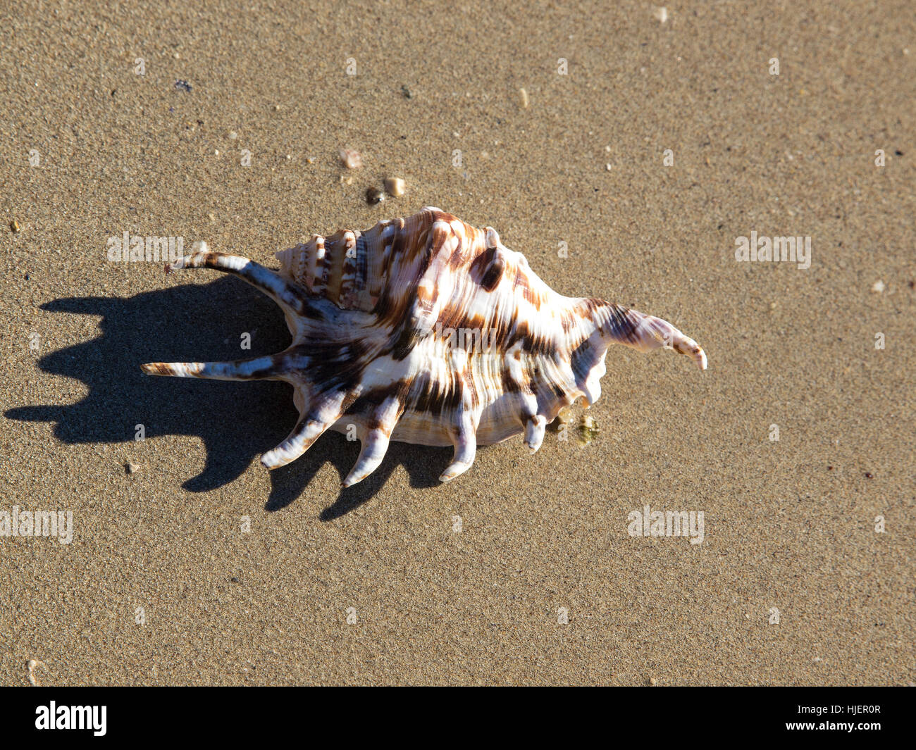 beach, seaside, the beach, seashore, island, seashell, landscape ...