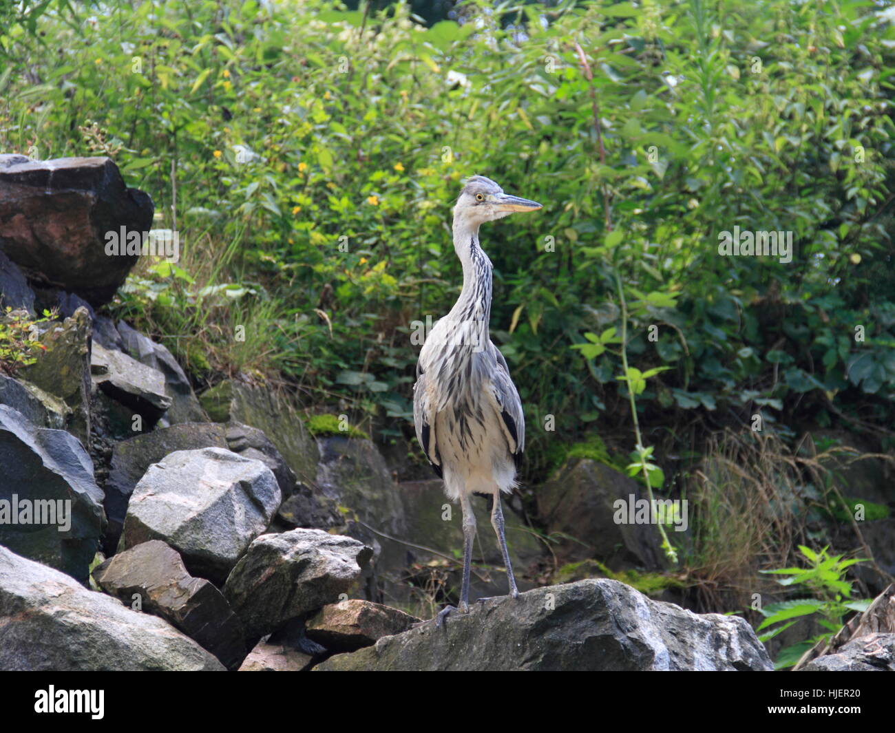 environment, enviroment, angle, fish, waterfowls, waterfowl, nature ...