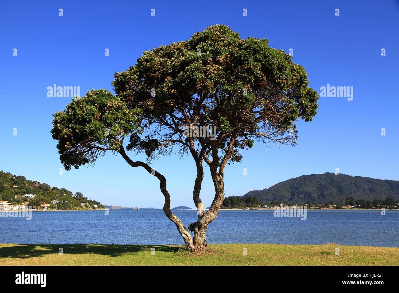 new zealand - tairua Stock Photo - Alamy