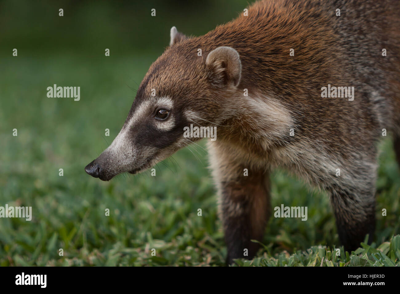 closeup, animal, portrait, wildlife, daytime, wild animal, mexico, head ...