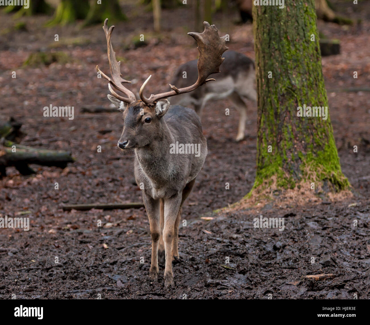profile, tree, animal, male, masculine, buck, bavaria, germany, german ...