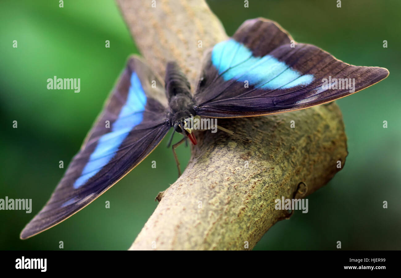 butterfly, swallowtail, blue-striped, blue, macro, close-up, macro ...