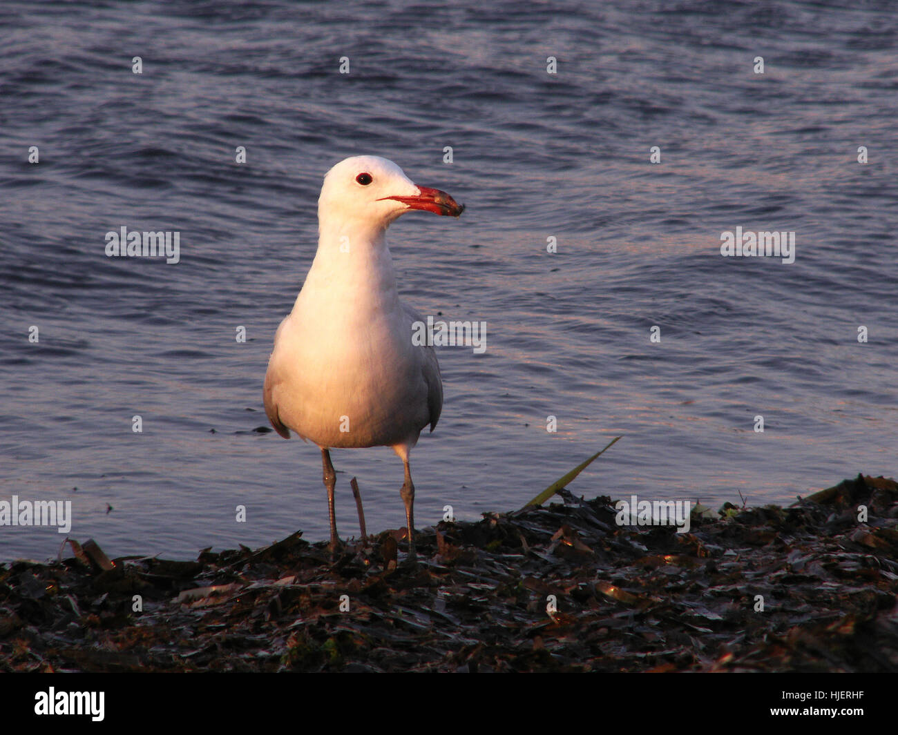 animal, bird, beach, seaside, the beach, seashore, birds, water ...