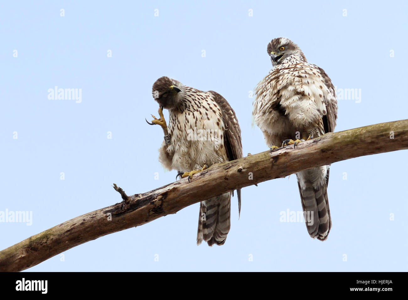bird, birds, raptor, hawk, environment, enviroment, tree, animal, bird ...