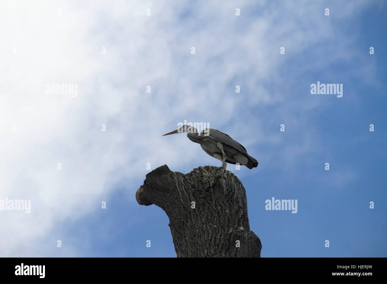 bird, birds, waterfowls, waterfowl, heron, high, hight, height ...