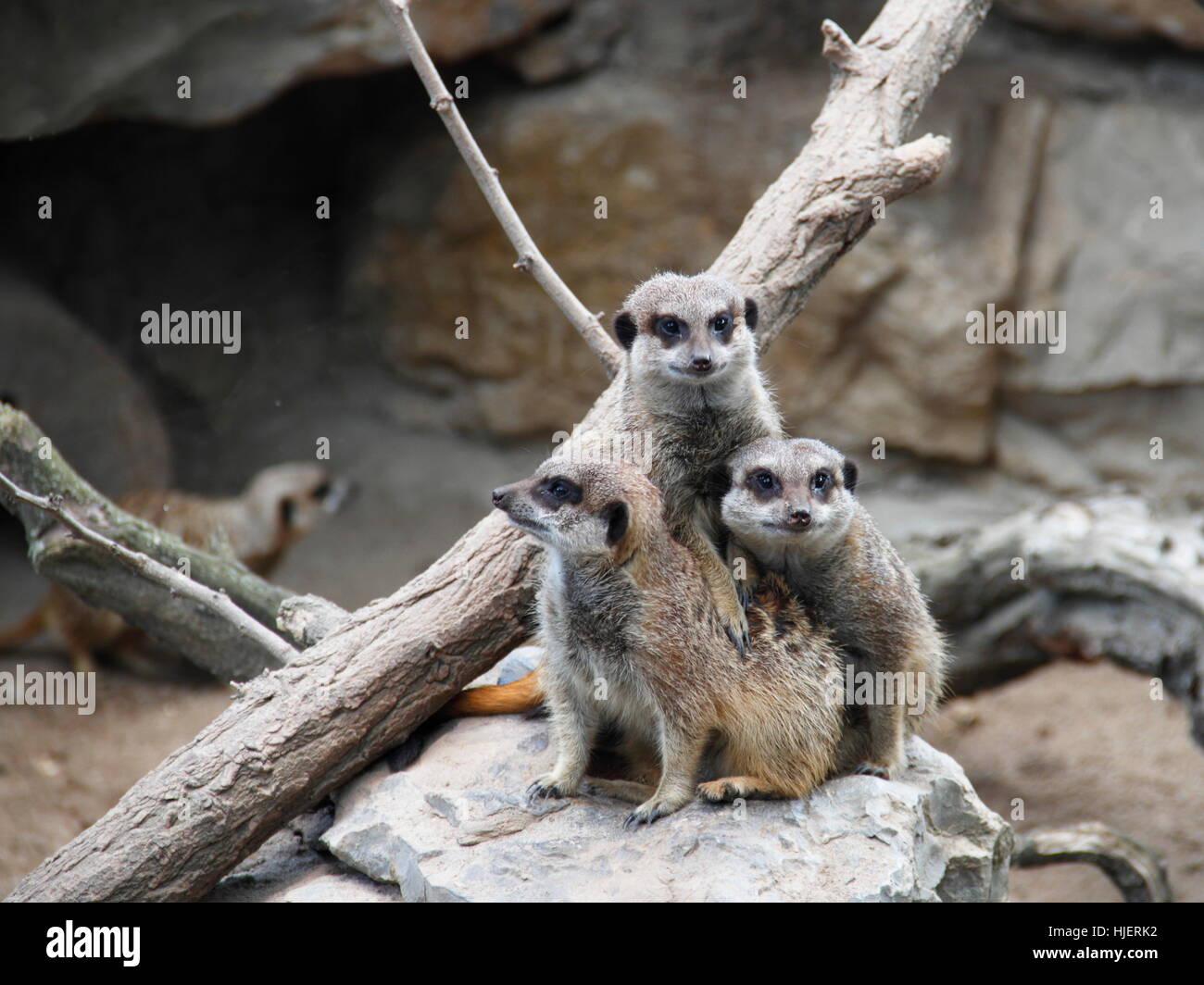 mammals, cute, meerkat, meerkats, environment, enviroment, desert ...