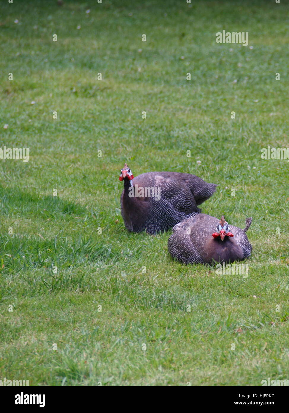 Guinea location hi-res stock photography and images - Alamy