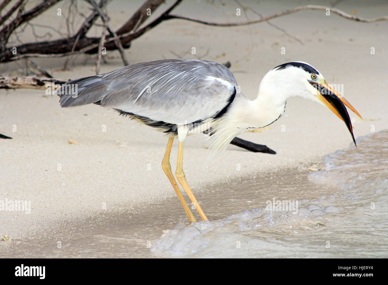 fish, angle, prey, booty, to gorge, engulf, devour, heron, swallow ...