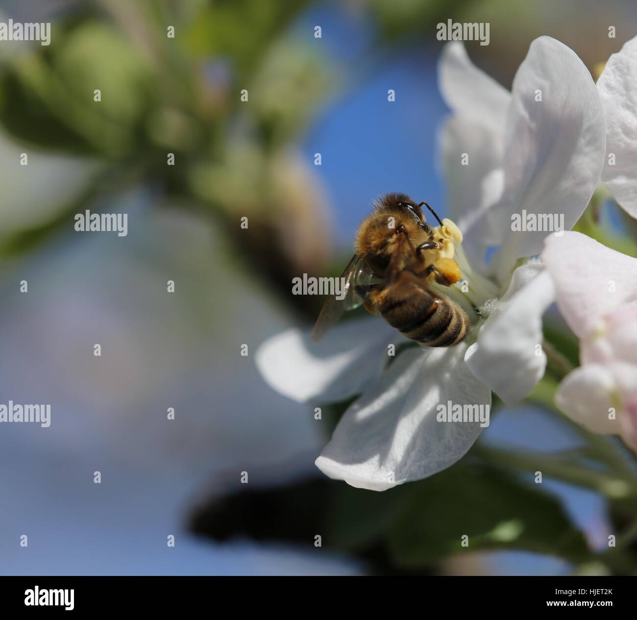 flower, plant, bloom, blossom, flourish, flourishing, spring, pollen ...
