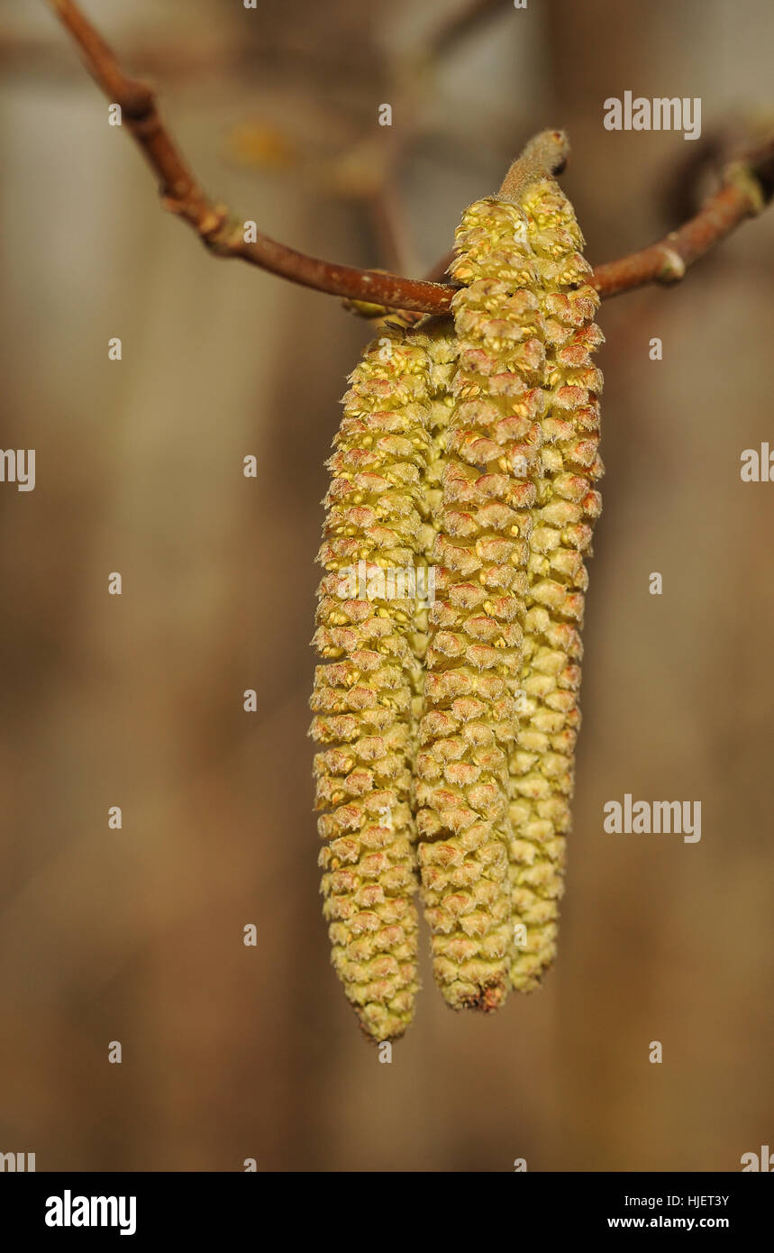Hazel kittens hi-res stock photography and images - Alamy