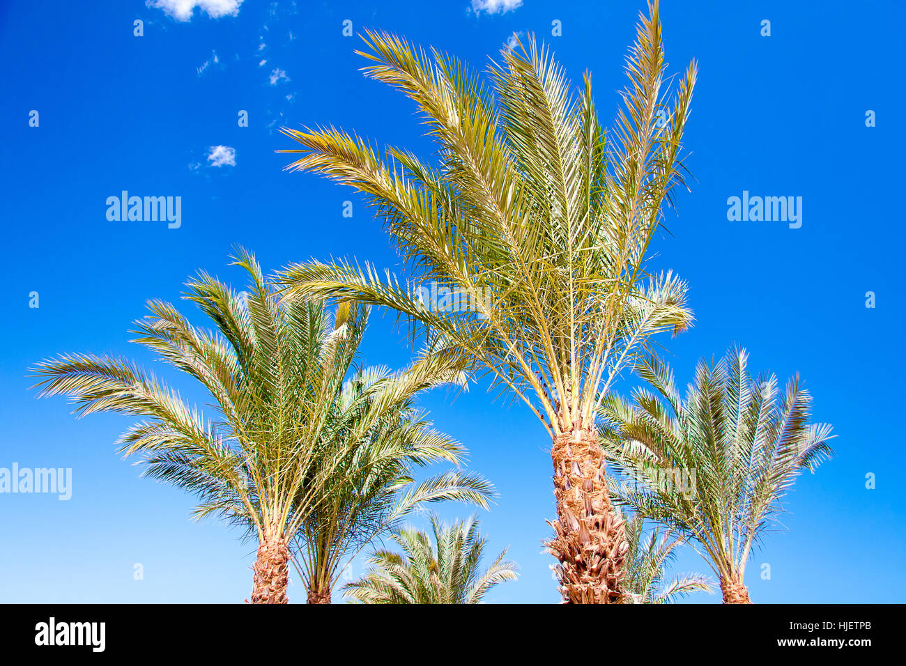 travel, model, design, project, concept, plan, draft, tree, trees ...