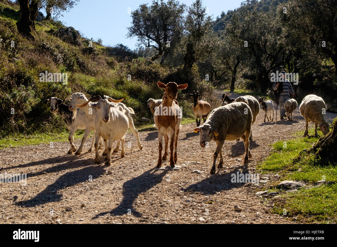 Shepherd guiding flock of sheep and goats in central Portugal Stock ...