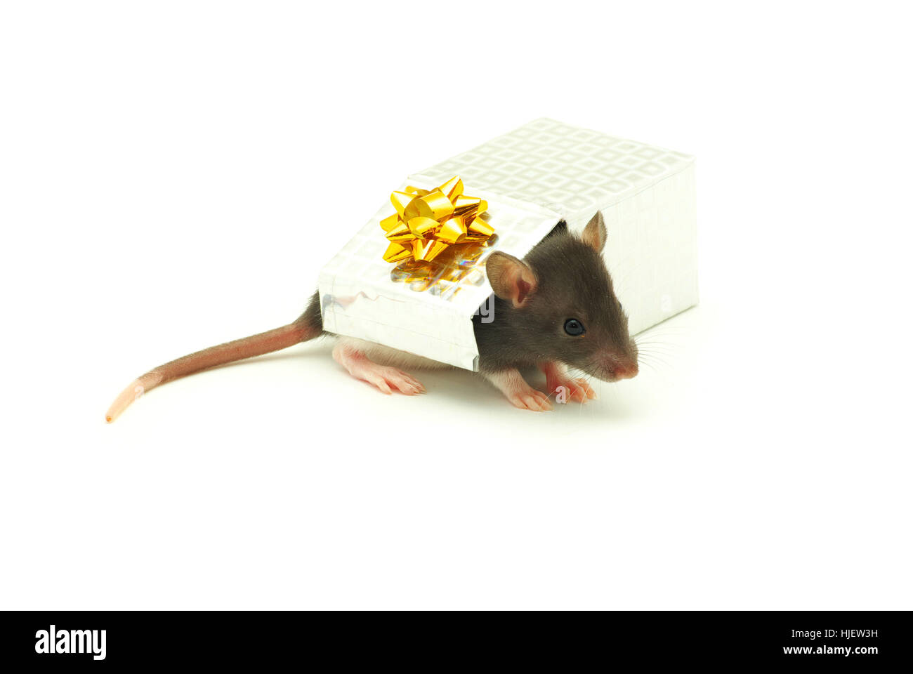funny rat in box isolated on white background Stock Photo - Alamy