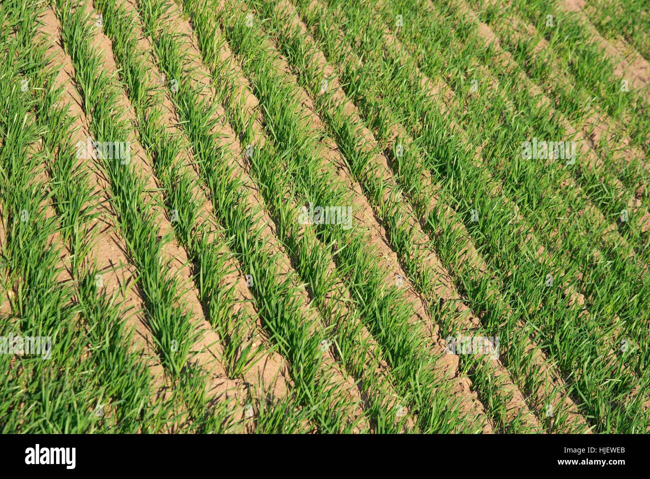agriculture, farming, field, spring, wheat, lawn, green, fresh, nature ...