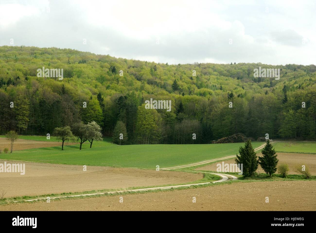 Green landscape with forest and field Stock Photo - Alamy