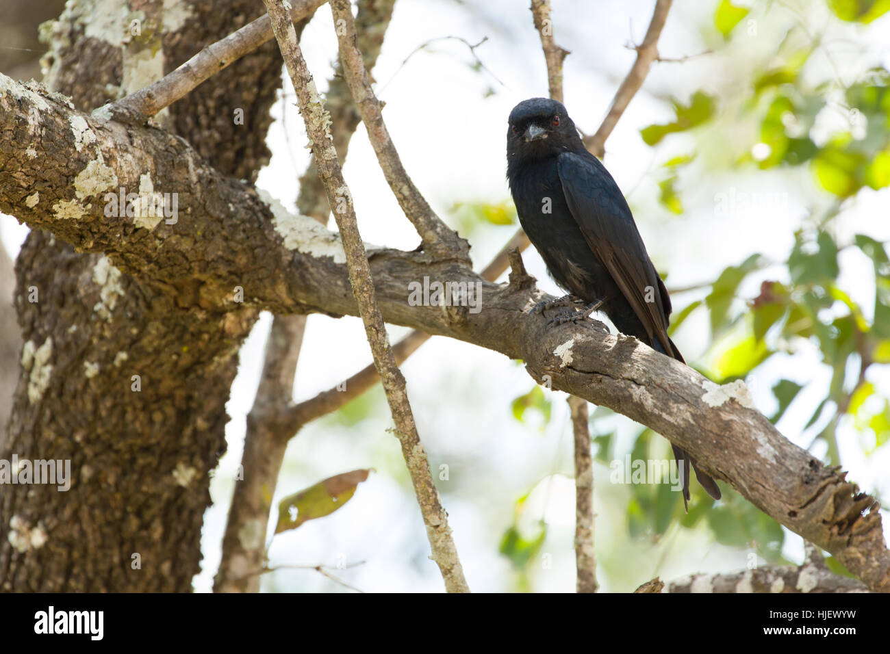 bird, africa, black, swarthy, jetblack, deep black, tree, bird, africa ...
