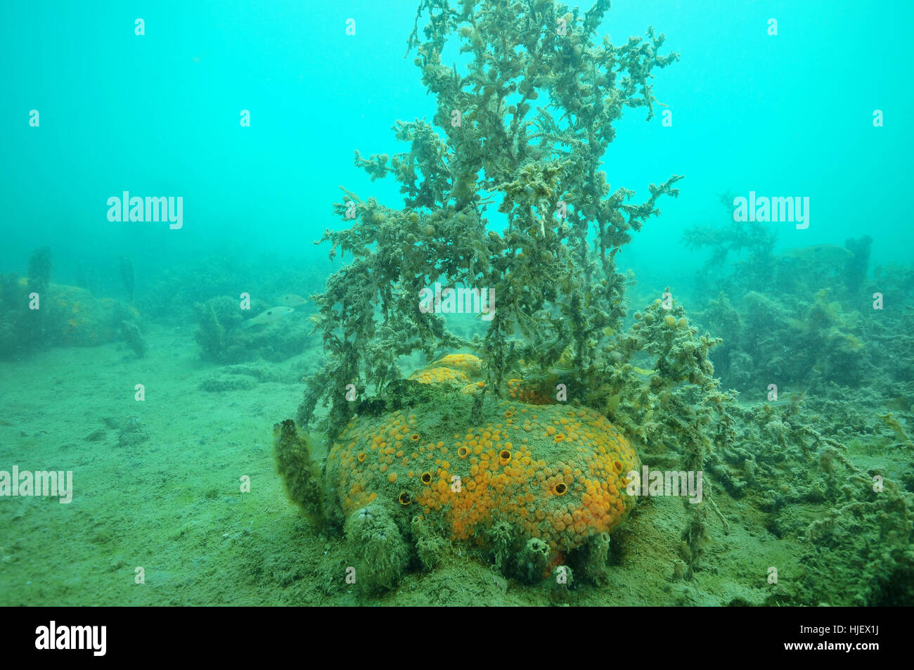 Yellow-orange boring sponge under dusty seaweeds Stock Photo - Alamy