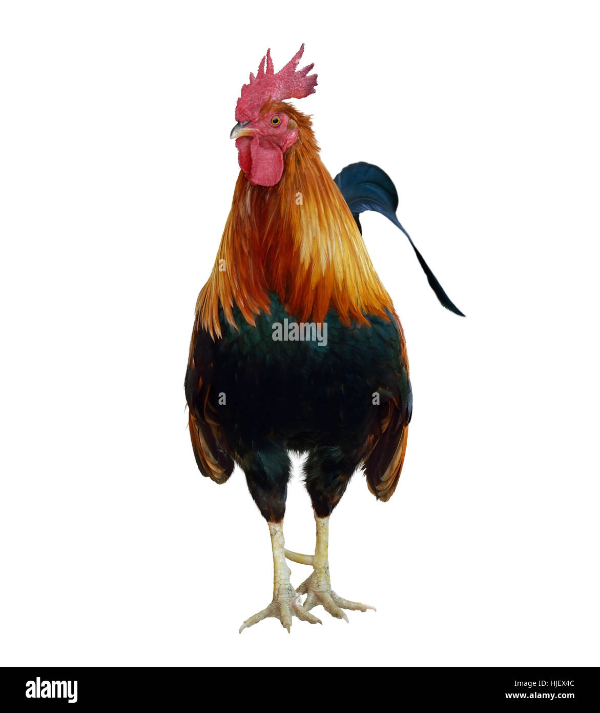 isolated, closeup, bird, male, masculine, chicken, feather, cock ...